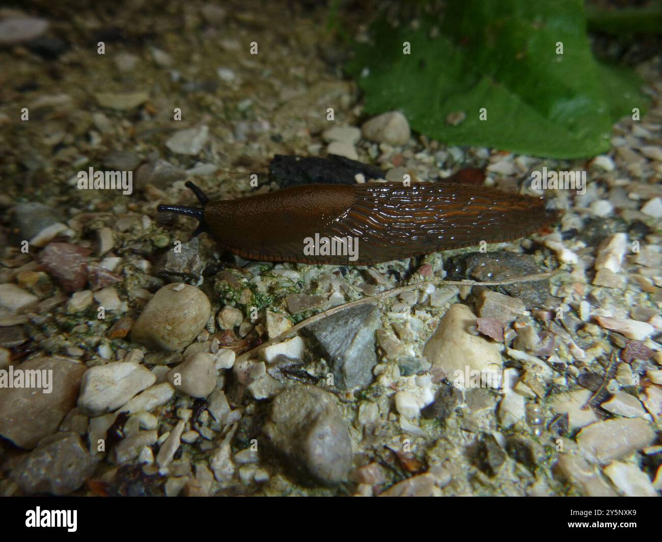 Spanish Slug (Arion vulgaris) Mollusca Stock Photo - Alamy