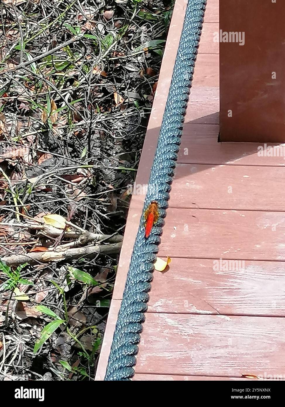 Orange Skimmer (Orthetrum testaceum) Insecta Stock Photo - Alamy