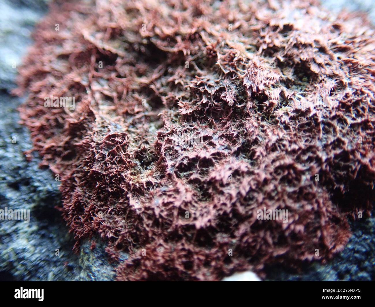 red algae (Rhodophyta) Plantae Stock Photo - Alamy