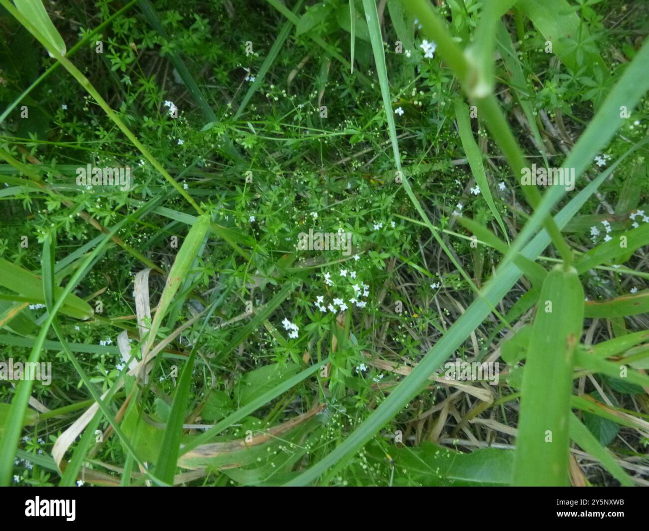 Wood Bedstraw (Galium sylvaticum) Plantae Stock Photo - Alamy
