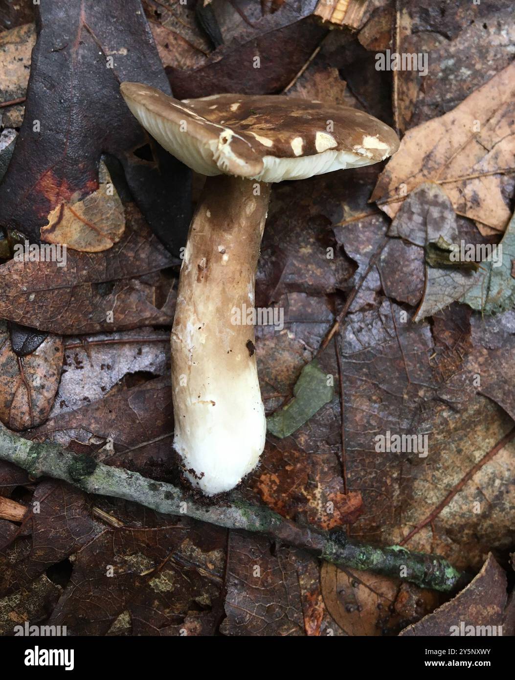 Sooty Milkcap (Lactarius fuliginosus) Fungi Stock Photo - Alamy