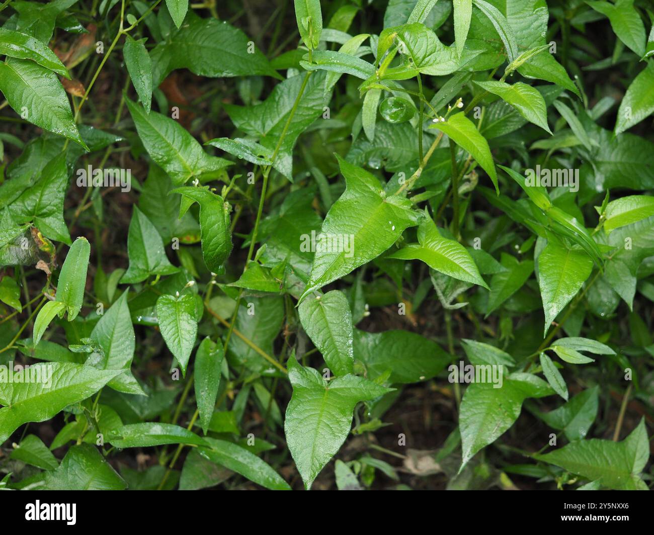 halberd-leaved tearthumb (Persicaria arifolia) Plantae Stock Photo - Alamy