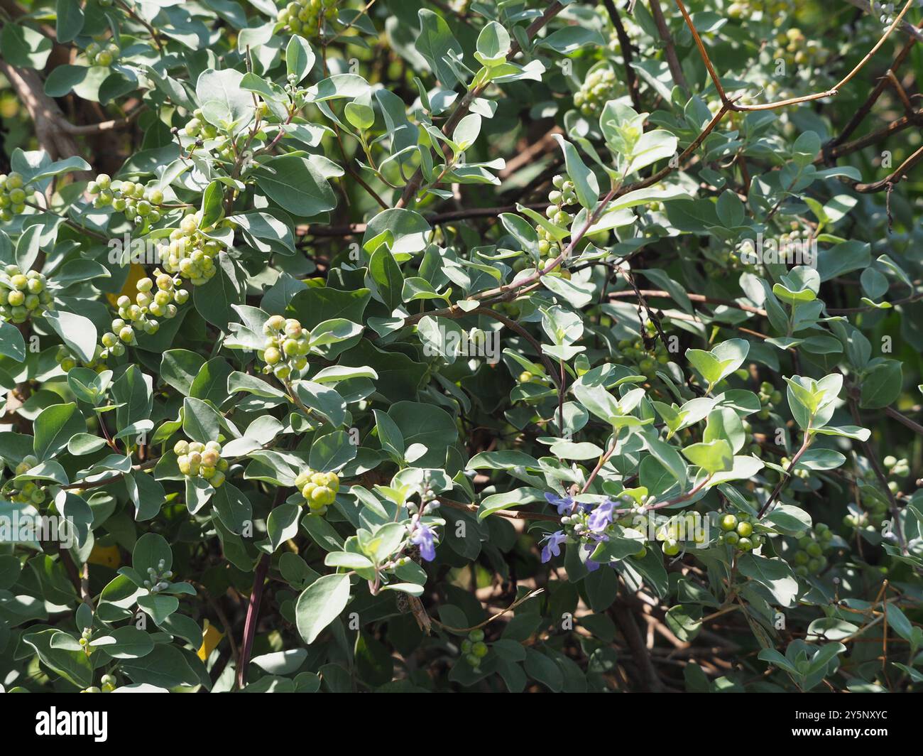 Beach Vitex (Vitex rotundifolia) Plantae Stock Photo - Alamy