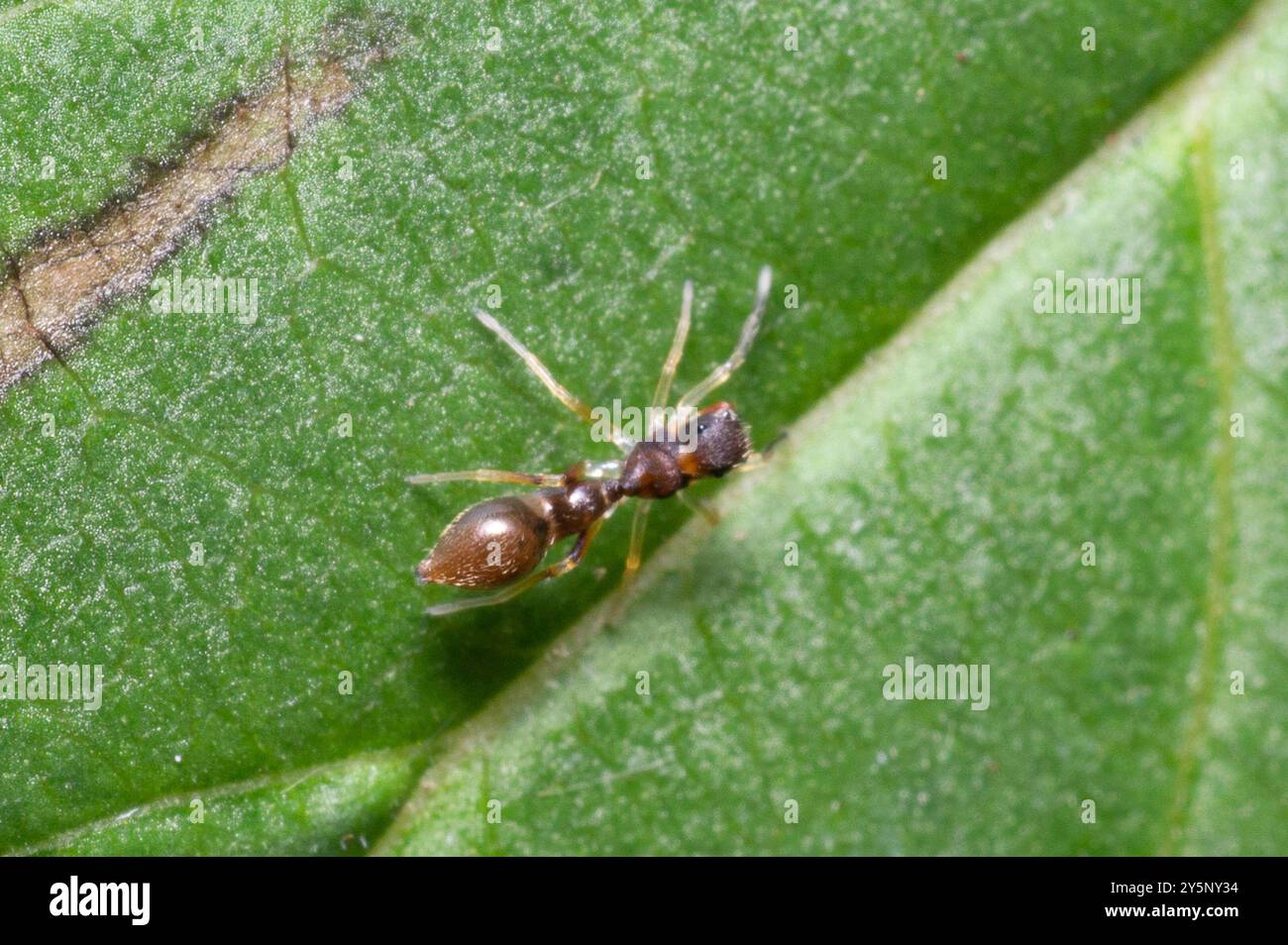 Slender Ant-mimic Jumping Spider (Synemosyna formica) Arachnida Stock ...