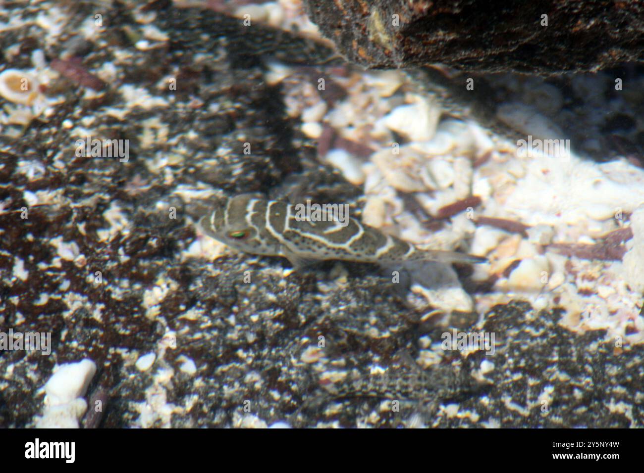 Bullseye Puffer (Sphoeroides annulatus) Actinopterygii Stock Photo - Alamy
