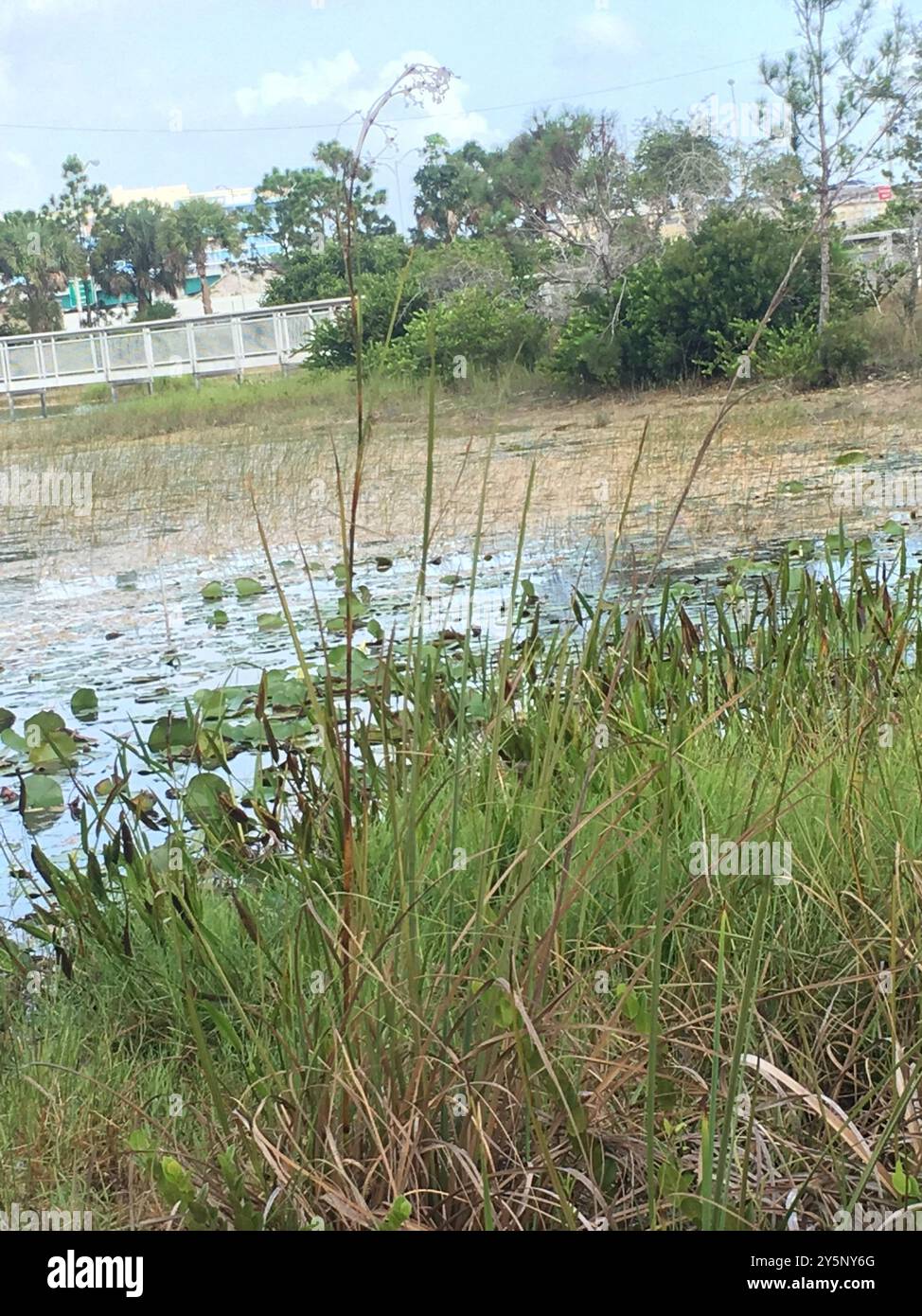 Jamaica swamp sawgrass (Cladium mariscus jamaicense) Plantae Stock ...