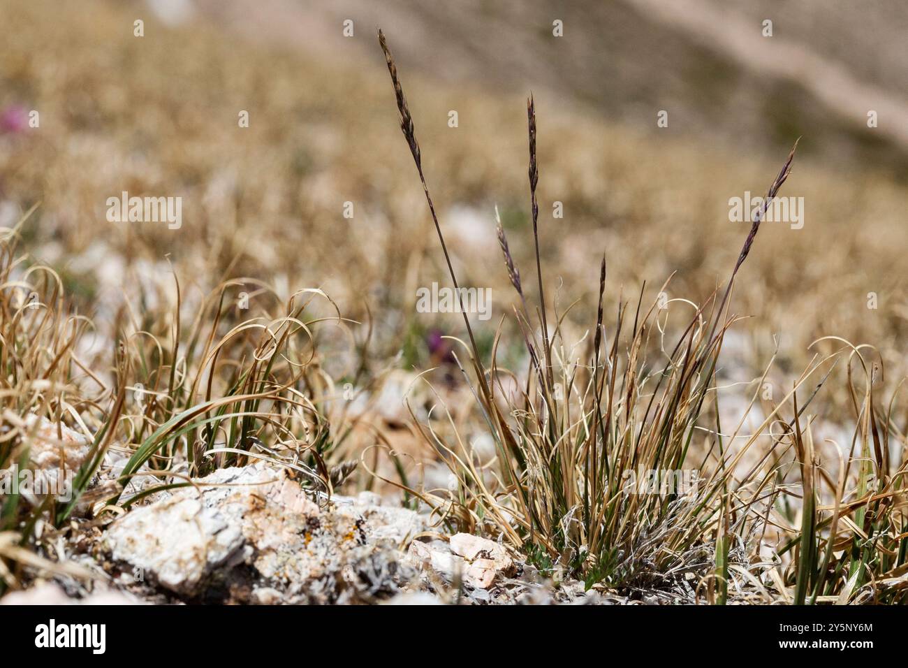 Shortleaf Fescue (Festuca brachyphylla) Plantae Stock Photo - Alamy