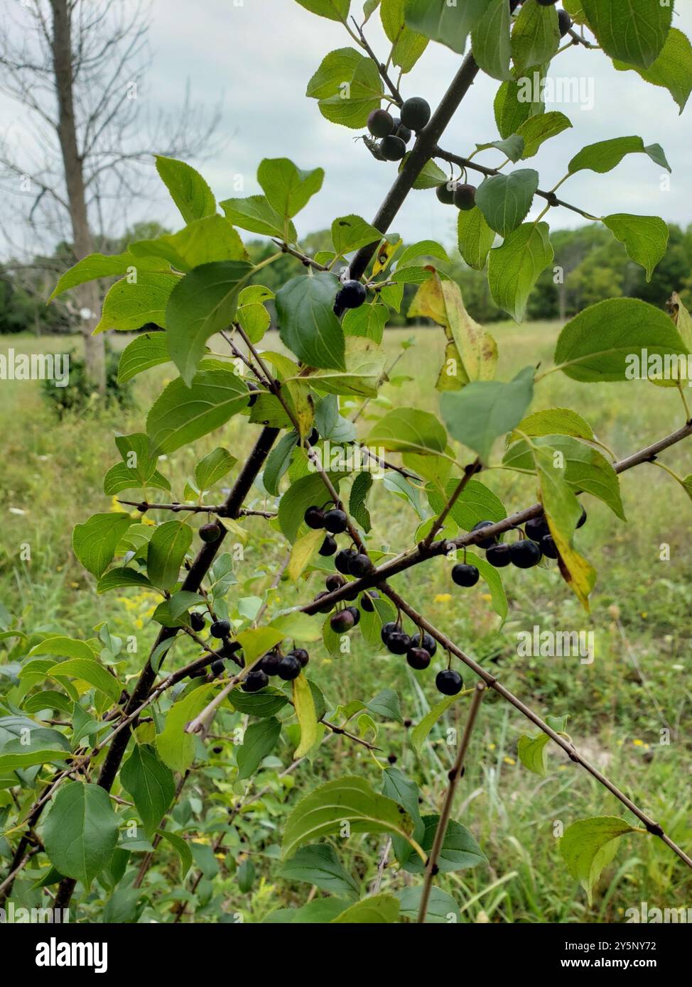 common buckthorn (Rhamnus cathartica) Plantae Stock Photo - Alamy
