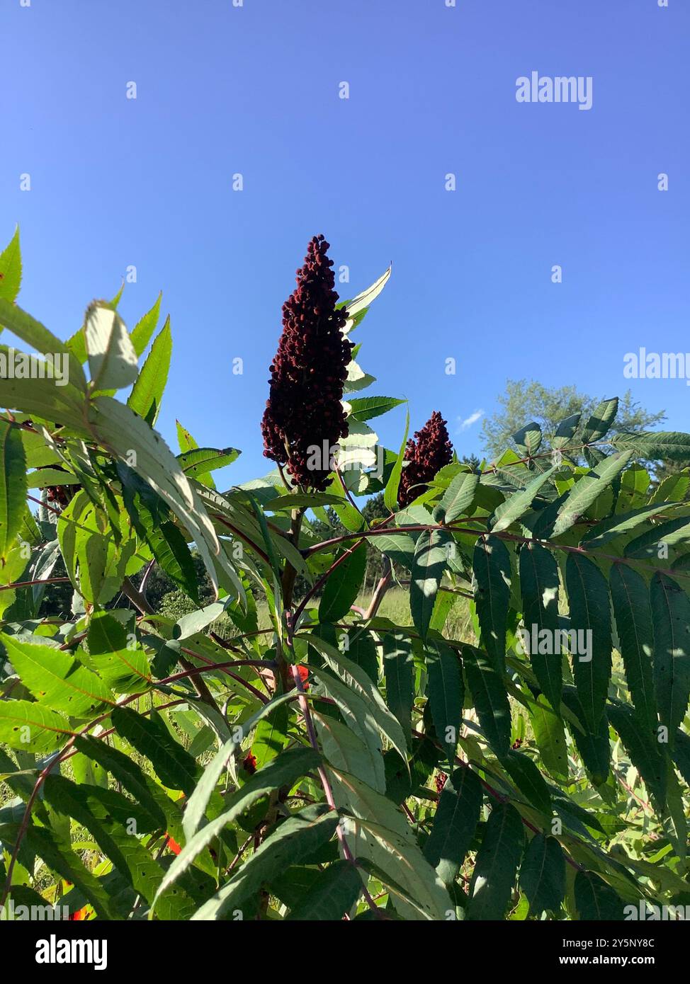 smooth sumac (Rhus glabra) Plantae Stock Photo - Alamy