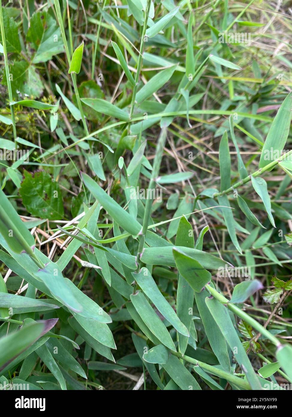 Shortleaf Skeletongrass (Gymnopogon brevifolius) Plantae Stock Photo ...