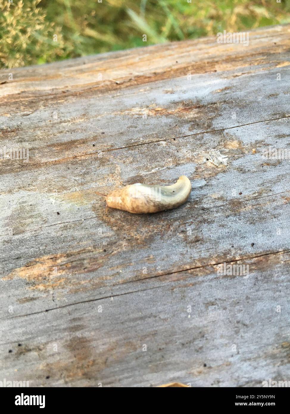 Milky Slug (Deroceras reticulatum) Mollusca Stock Photo - Alamy