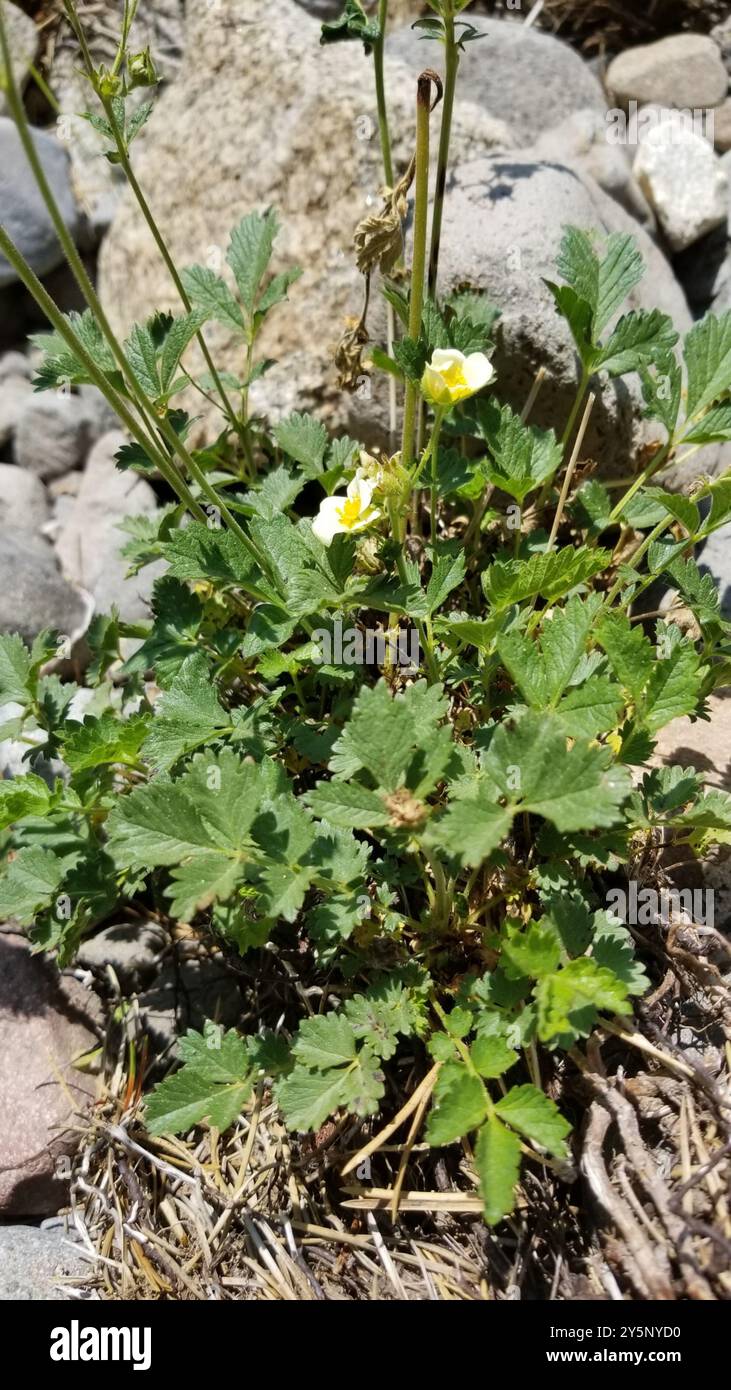 sticky cinquefoil (Drymocallis glandulosa) Plantae Stock Photo - Alamy