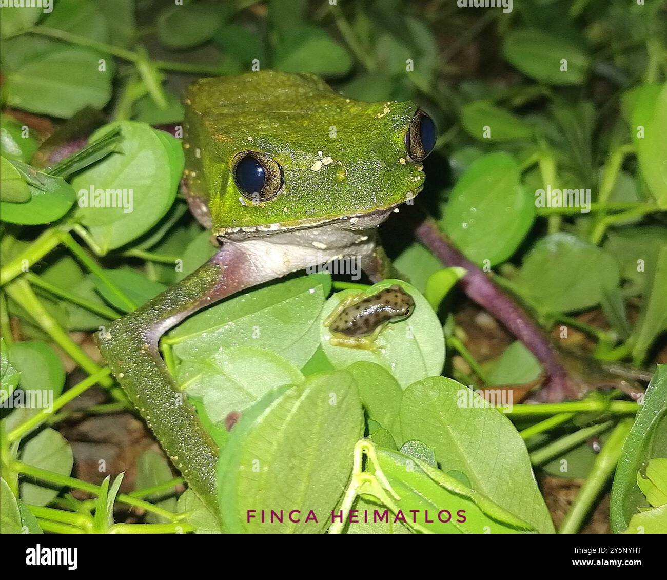 White-lined Leaf Frog (Phyllomedusa vaillantii) Amphibia Stock Photo ...