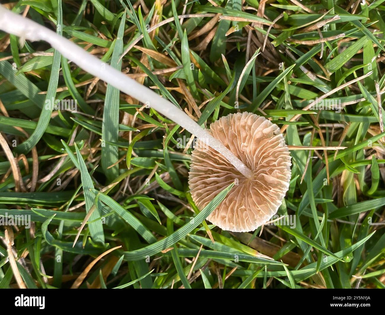 milky conecap (Conocybe apala) Fungi Stock Photo - Alamy