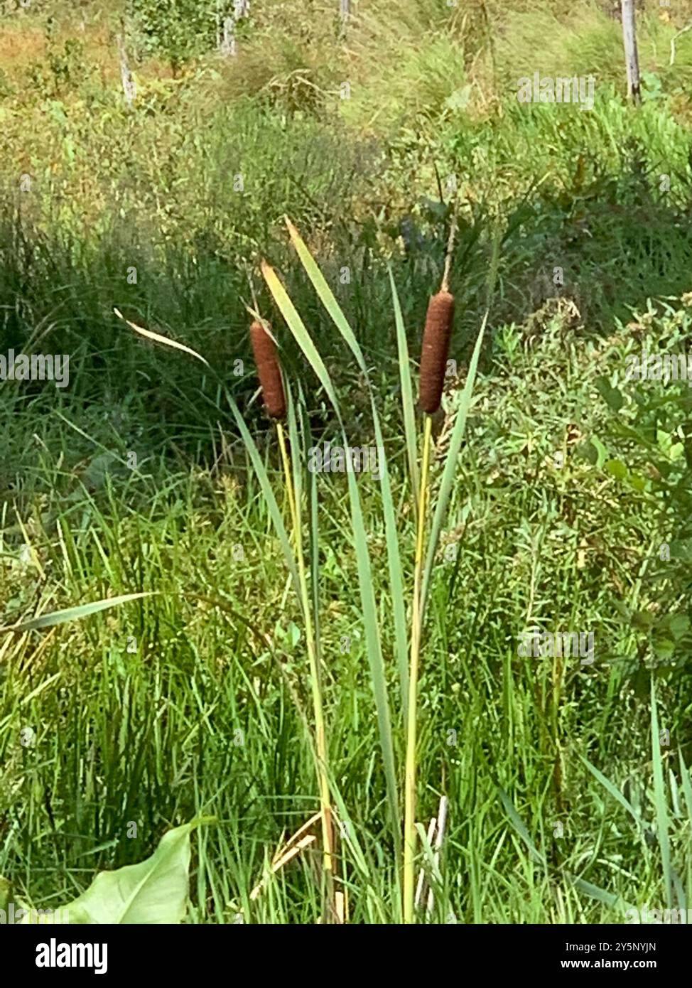 broadleaf cattail (Typha latifolia) Plantae Stock Photo - Alamy