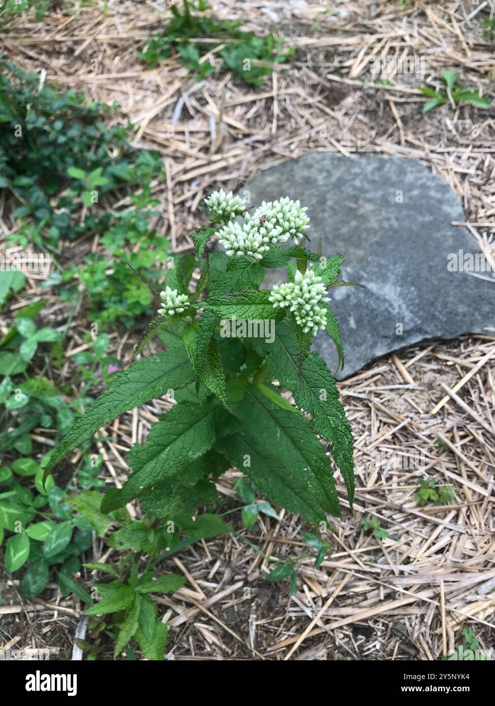 common boneset (Eupatorium perfoliatum) Plantae Stock Photo - Alamy