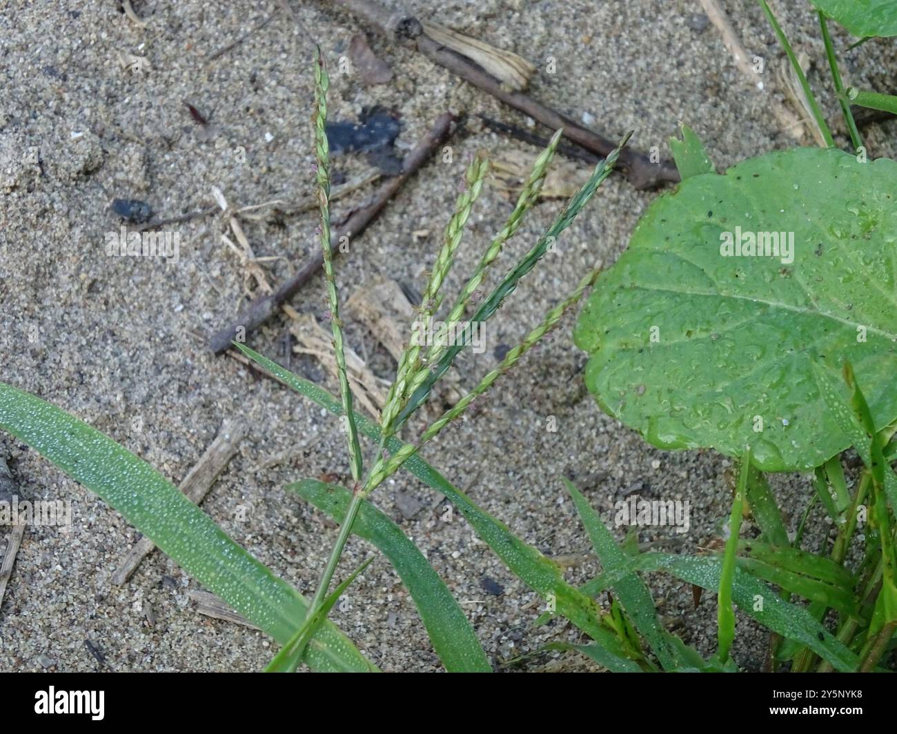 Hairy Crabgrass (Digitaria sanguinalis) Plantae Stock Photo - Alamy
