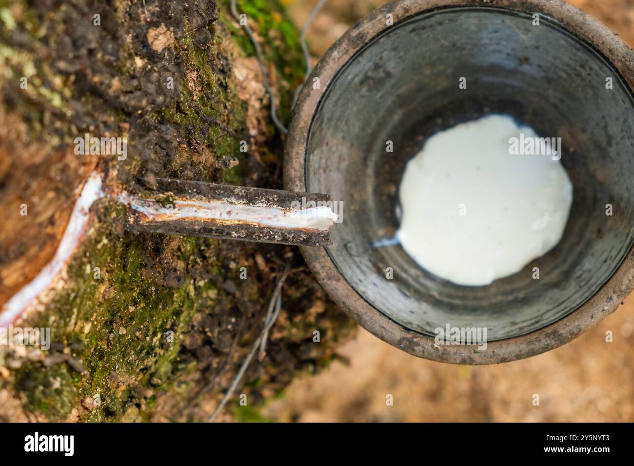 Rubber tapping process with latex dripping from a rubber tree into the ...