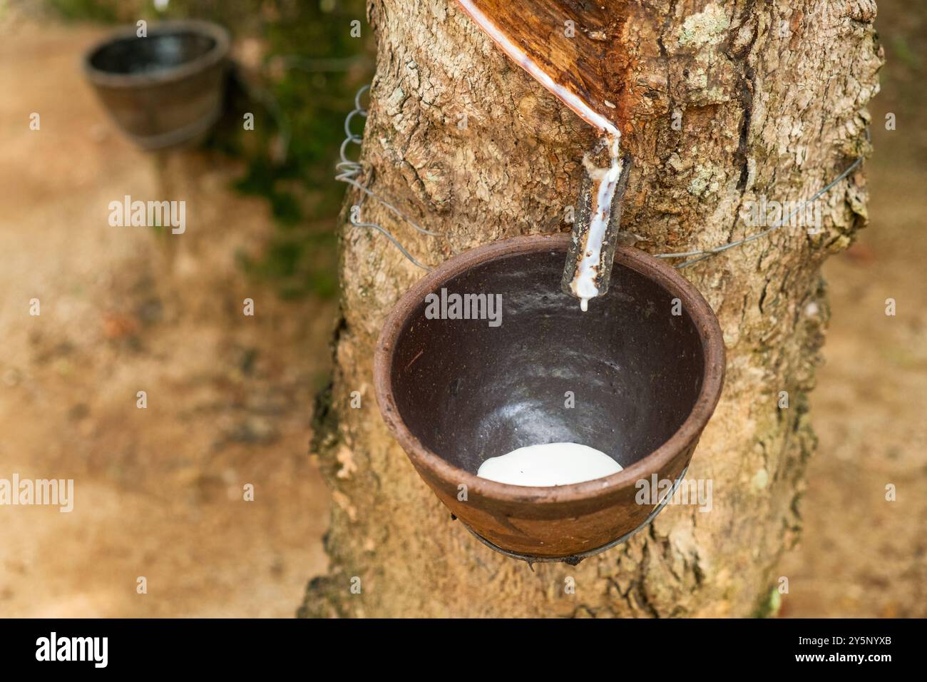 Rubber tapping fresh milky latex dripping from a rubber tree into the ...
