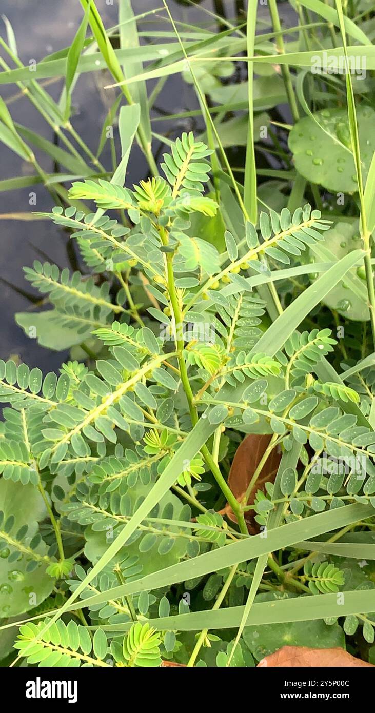 Chamberbitter (Phyllanthus urinaria) Plantae Stock Photo - Alamy