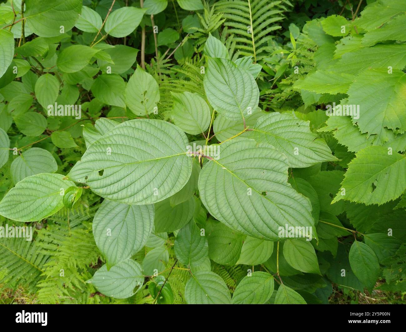 Round-leaved Dogwood (Cornus rugosa) Plantae Stock Photo - Alamy