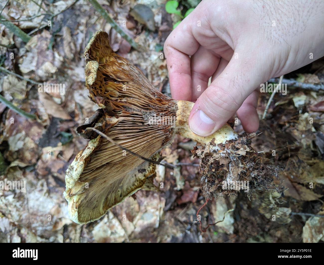 Brown Roll-Rim (Paxillus involutus) Fungi Stock Photo - Alamy