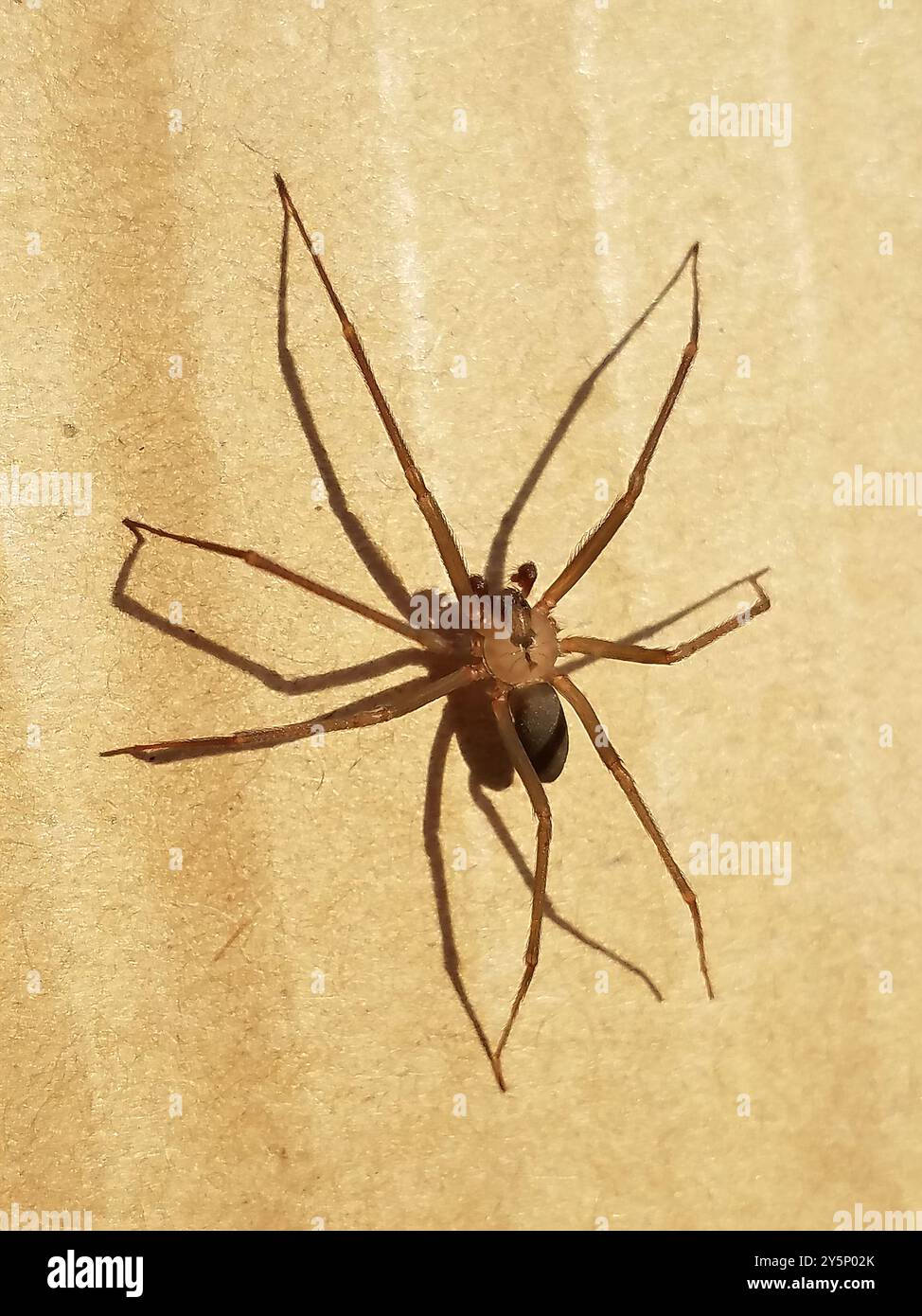 Brown Recluse (Loxosceles reclusa) Arachnida Stock Photo - Alamy