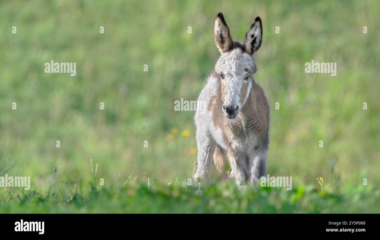 Donkey foal colt close hi-res stock photography and images - Alamy
