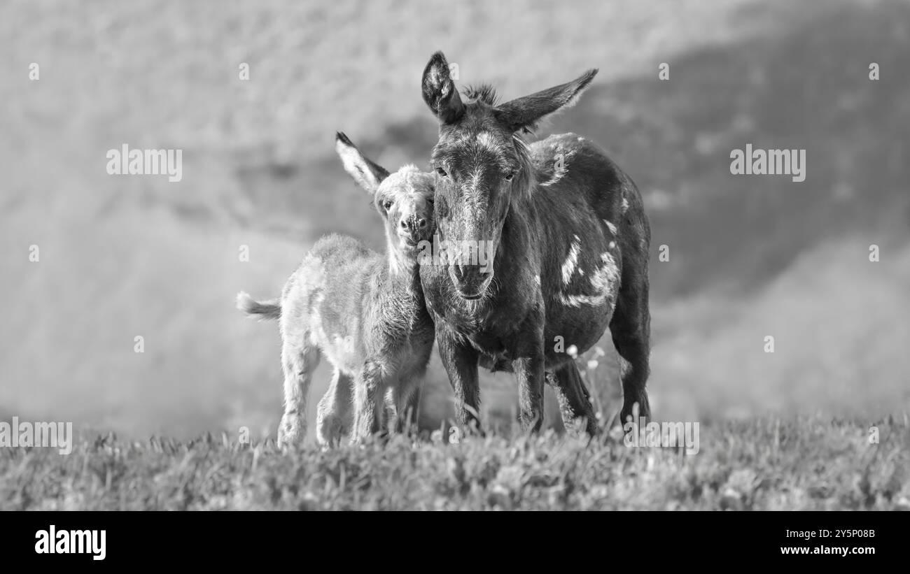 A black and white picture of a baby donkey cuddling with its mother and ...