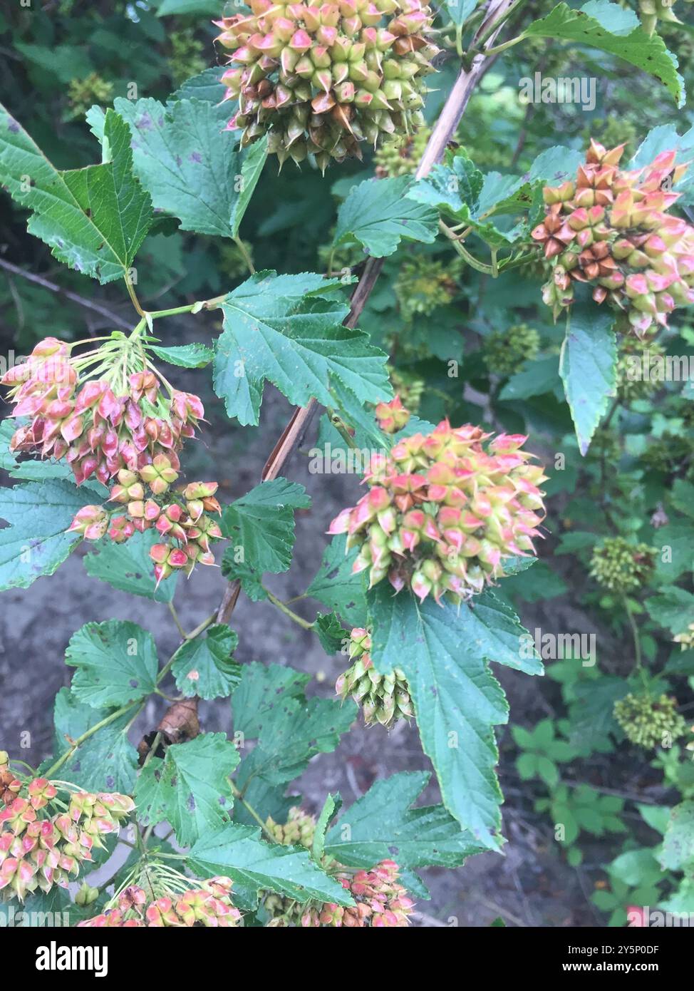 common ninebark (Physocarpus opulifolius) Plantae Stock Photo - Alamy