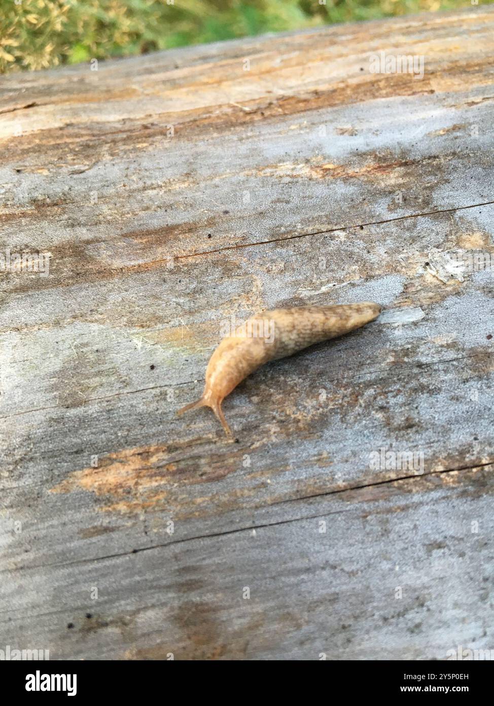 Milky Slug (Deroceras reticulatum) Mollusca Stock Photo - Alamy