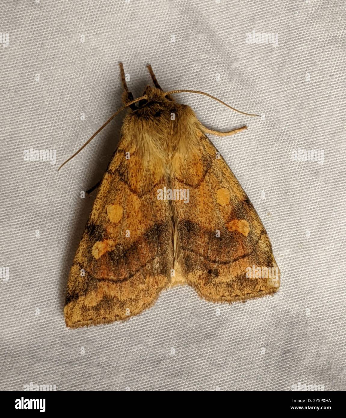 Aspen Twoleaf Tier Moth (Enargia decolor) Insecta Stock Photo - Alamy