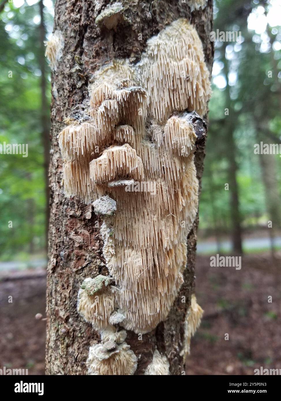 Asian Beauty (Radulomyces copelandii) Fungi Stock Photo - Alamy