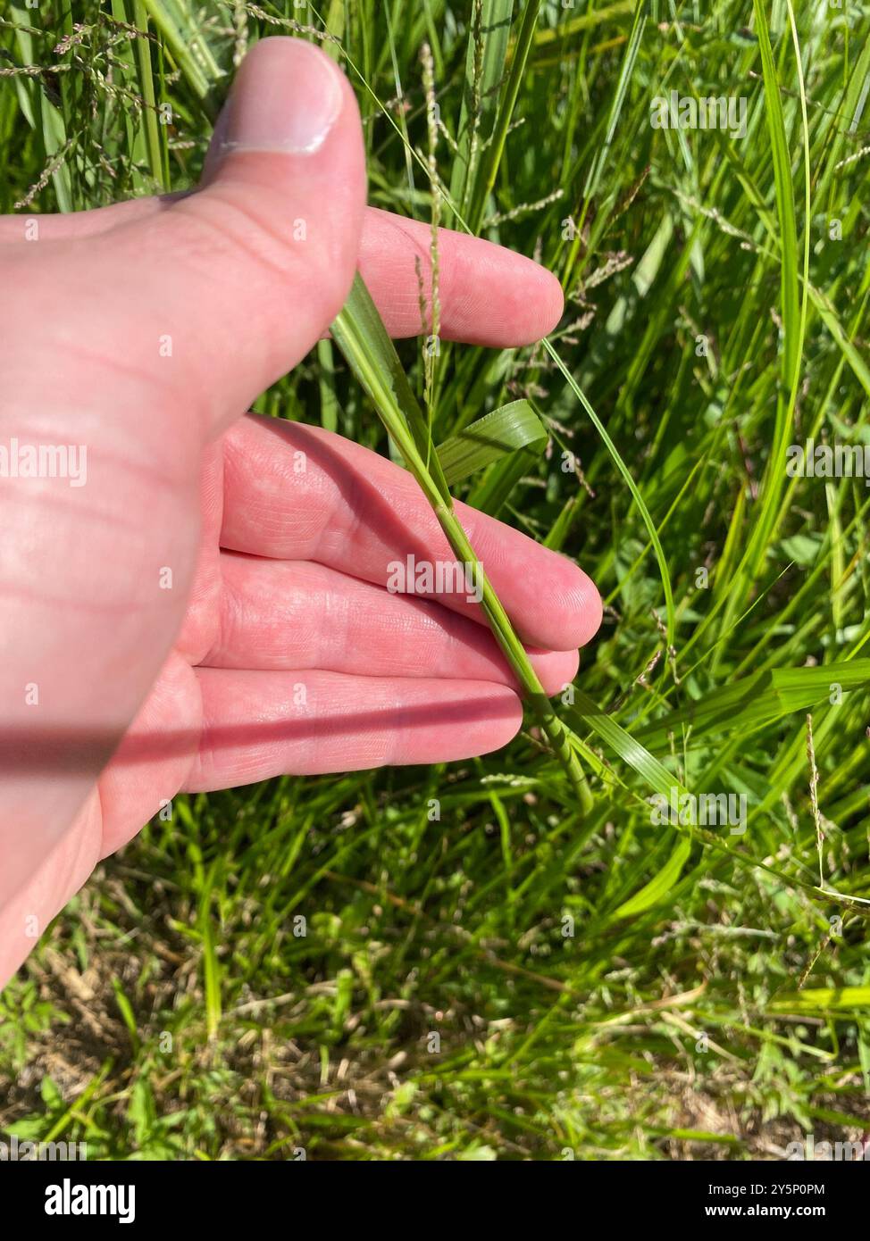 grasses (Poaceae) Plantae Stock Photo - Alamy