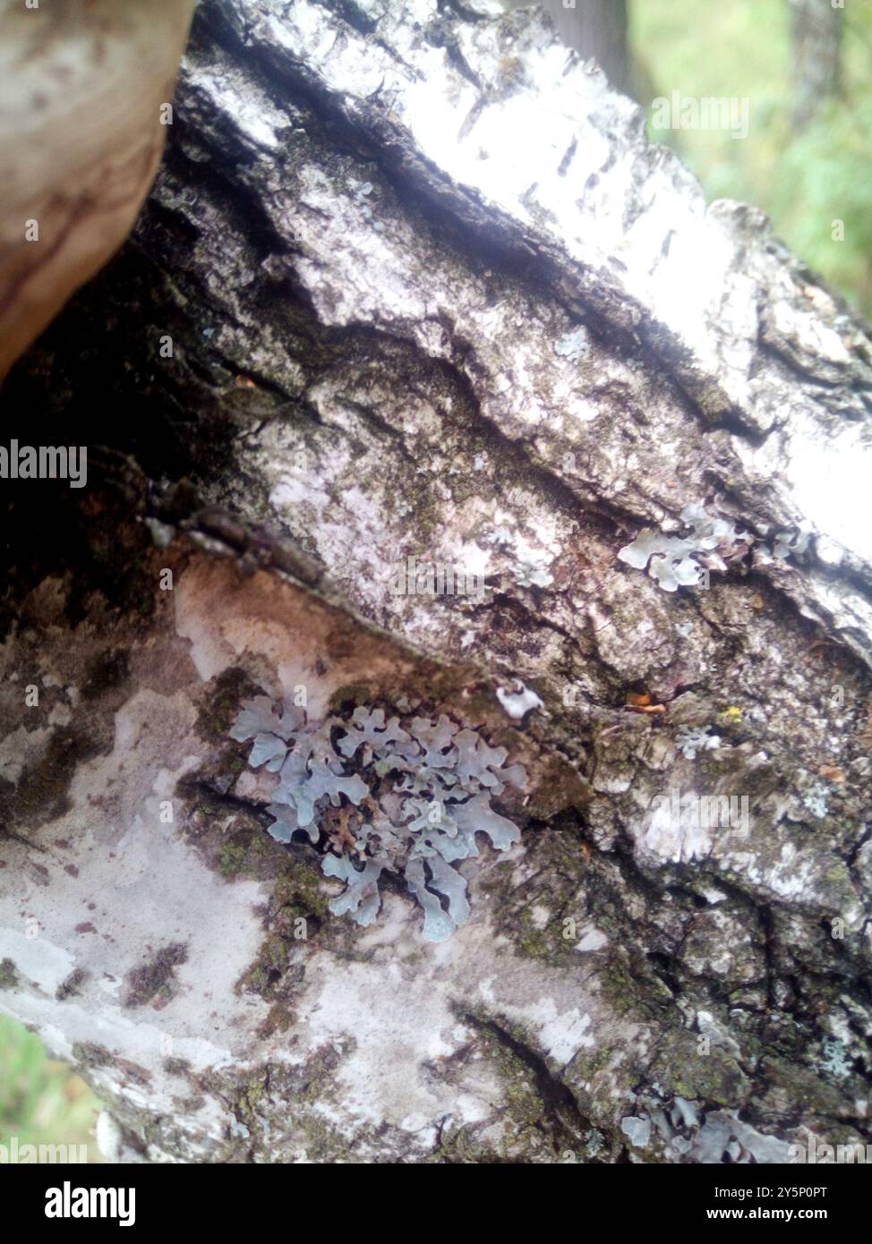 shield lichen (Parmelia sulcata) Fungi Stock Photo - Alamy