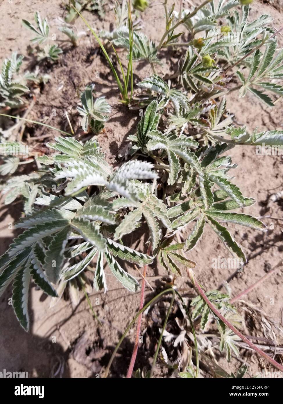 slender cinquefoil (Potentilla gracilis) Plantae Stock Photo - Alamy