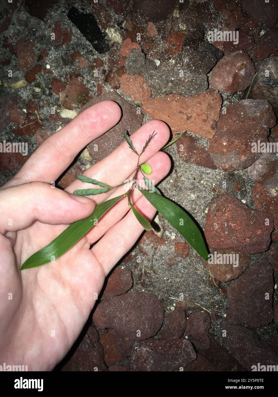 Earpod Wattle (Acacia auriculiformis) Plantae Stock Photo - Alamy