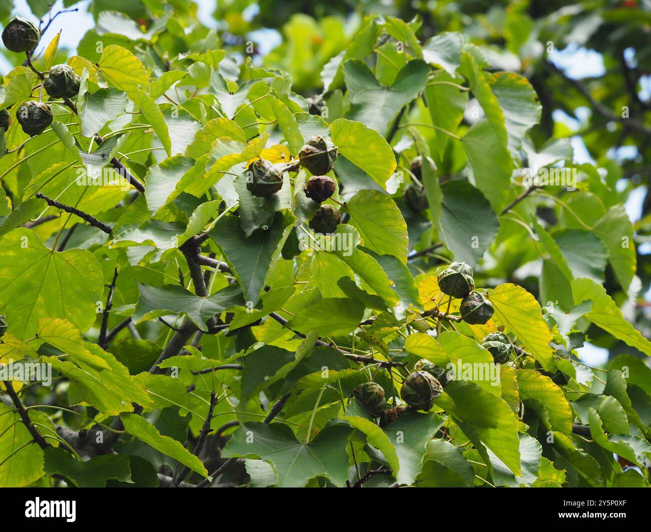 mu oil tree (Vernicia montana) Plantae Stock Photo - Alamy