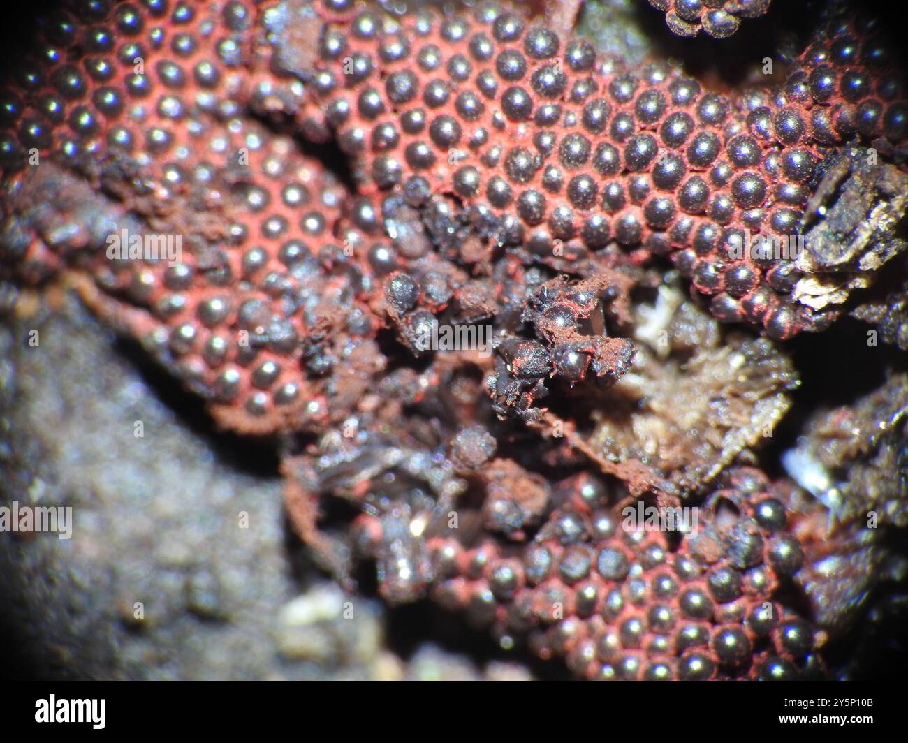 Wasp's Nest Slime Mold (Metatrichia vesparia) Protozoa Stock Photo - Alamy