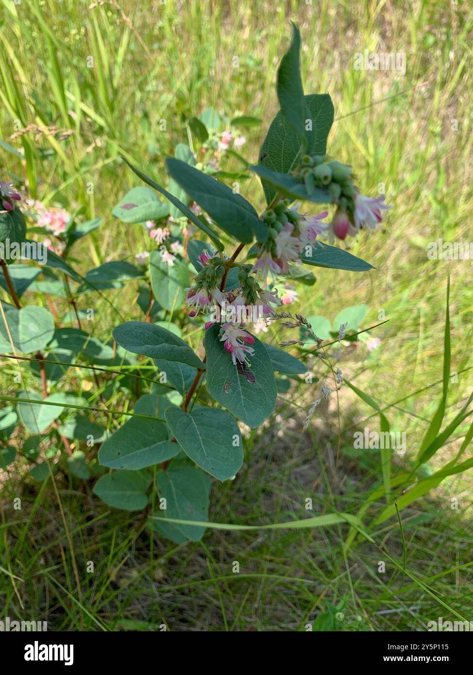 Western Snowberry (Symphoricarpos occidentalis) Plantae Stock Photo - Alamy