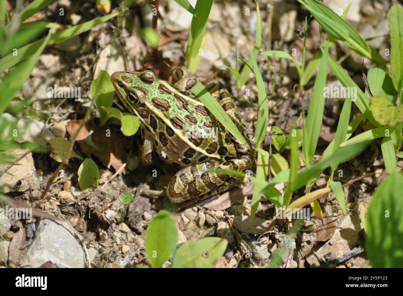 Northern Leopard Frog (Lithobates pipiens) Amphibia Stock Photo - Alamy