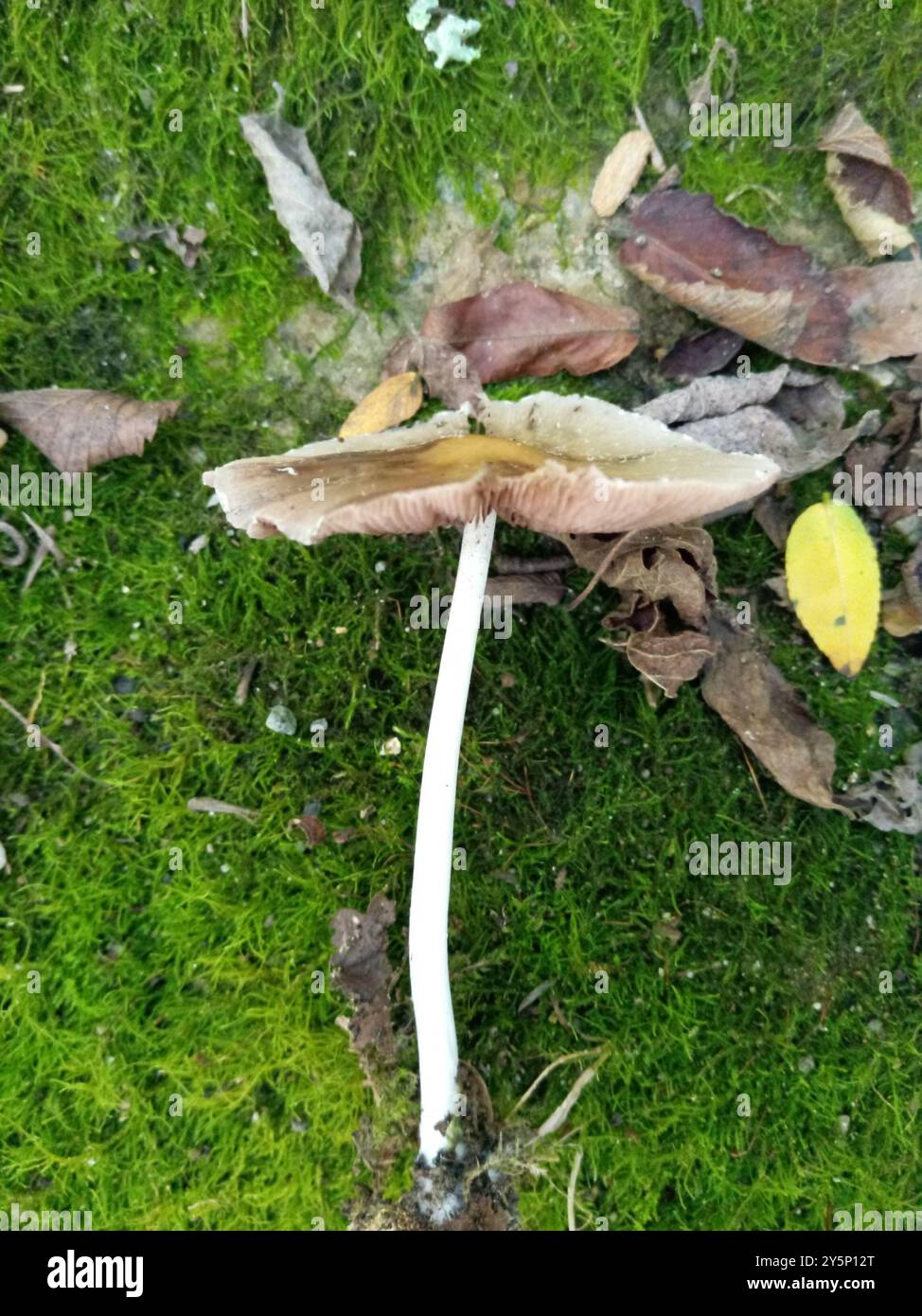 Pale Brittlestem (Candolleomyces candolleanus) Fungi Stock Photo - Alamy