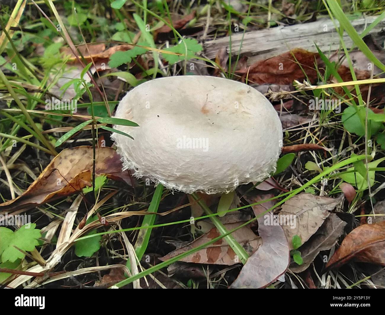 Downy milk cap (Lactarius pubescens) Fungi Stock Photo - Alamy