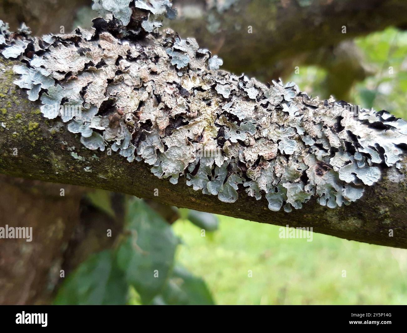 shield lichen (Parmelia sulcata) Fungi Stock Photo - Alamy
