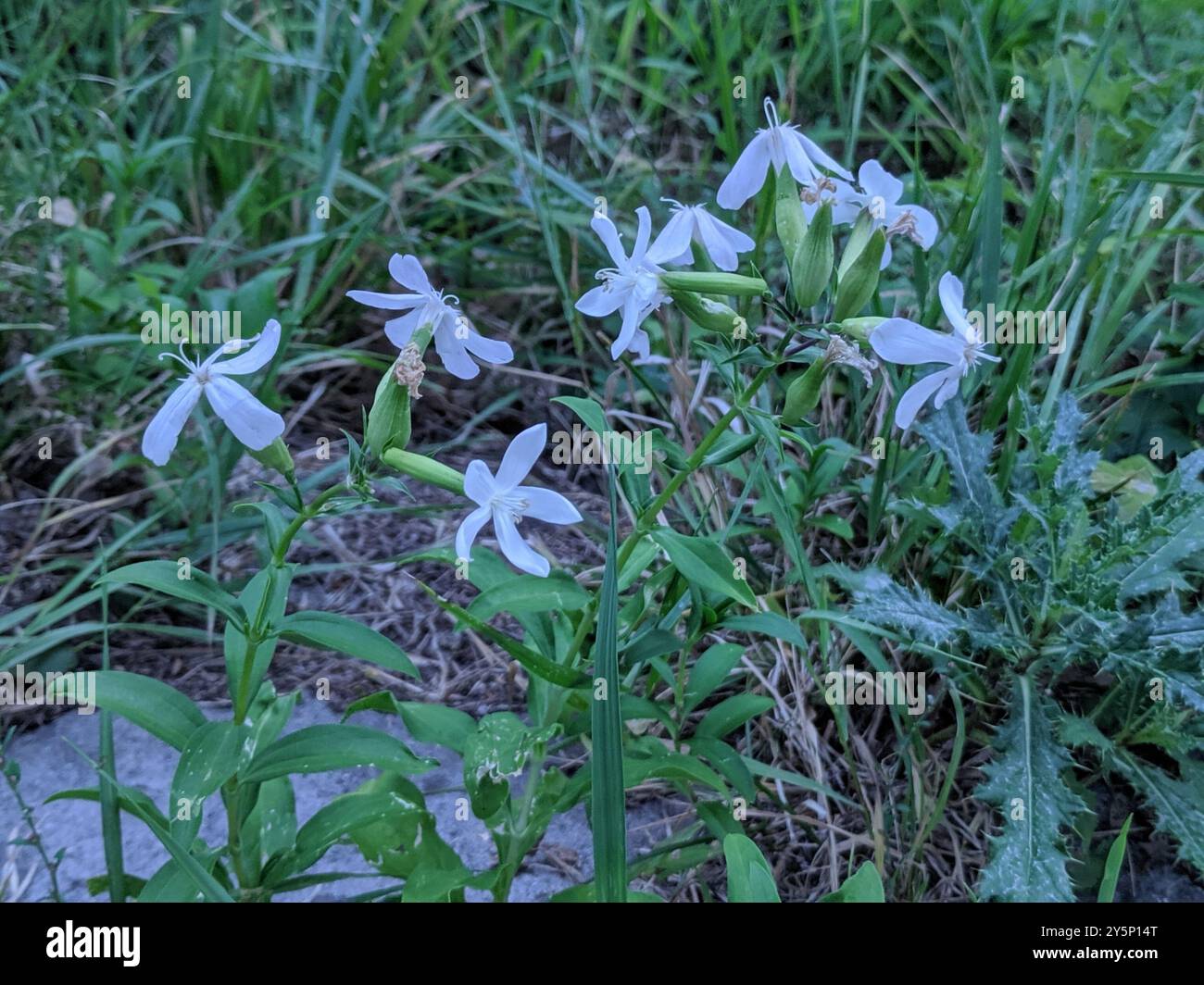 common soapwort (Saponaria officinalis) Plantae Stock Photo - Alamy