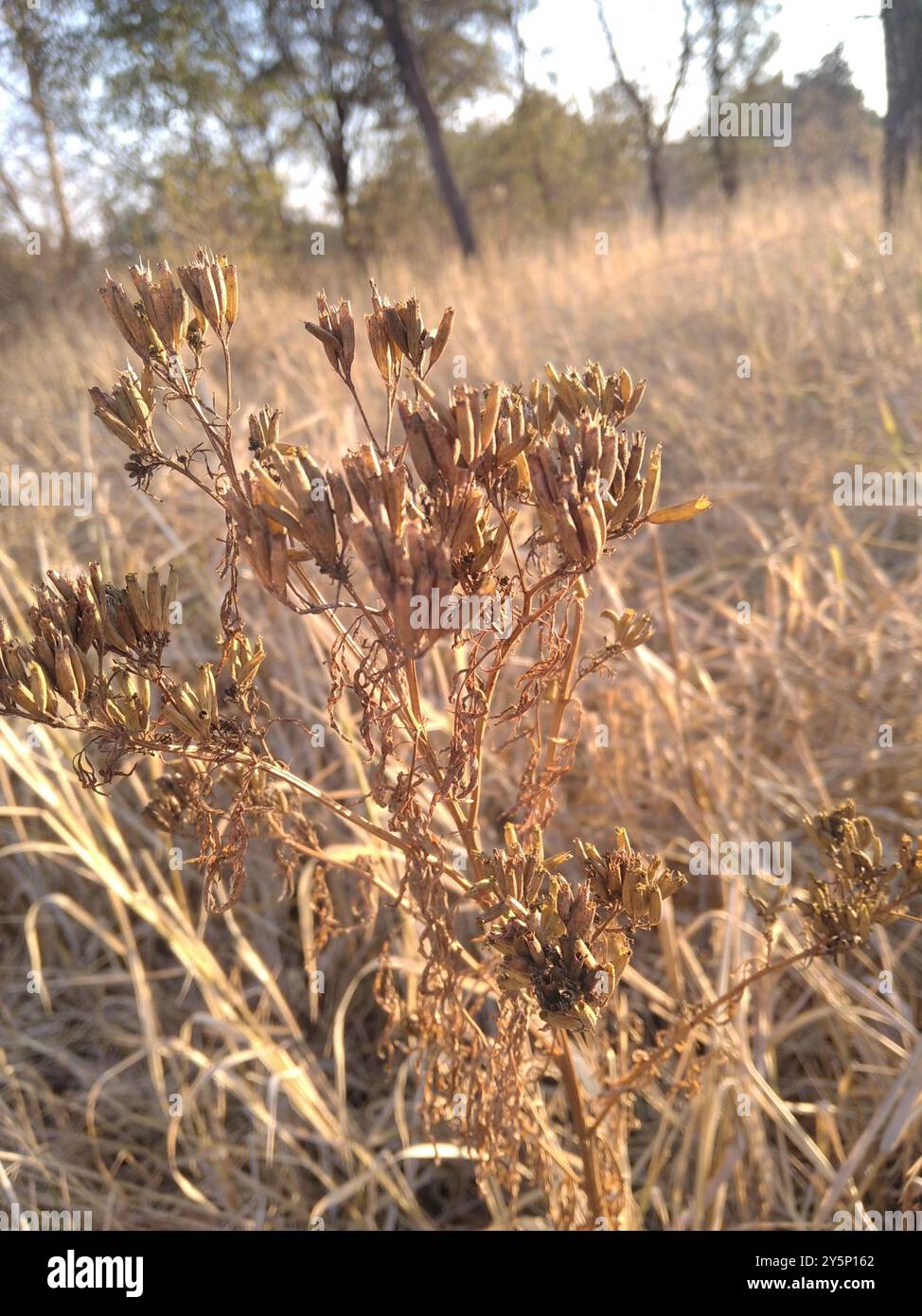 wild marigold (Tagetes minuta) Plantae Stock Photo - Alamy