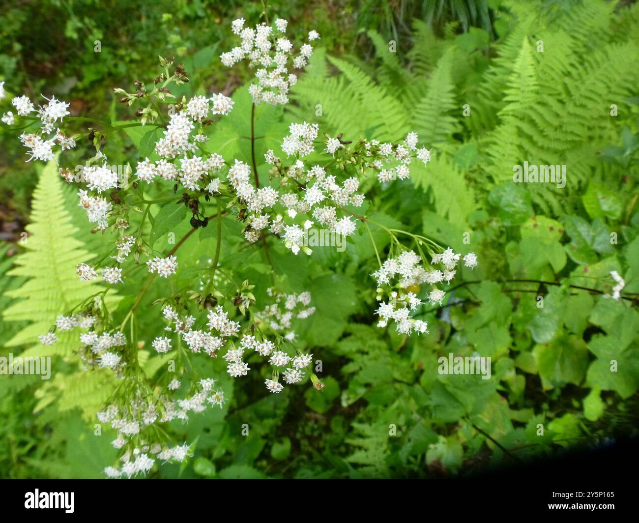 white snakeroot (Ageratina altissima) Plantae Stock Photo - Alamy