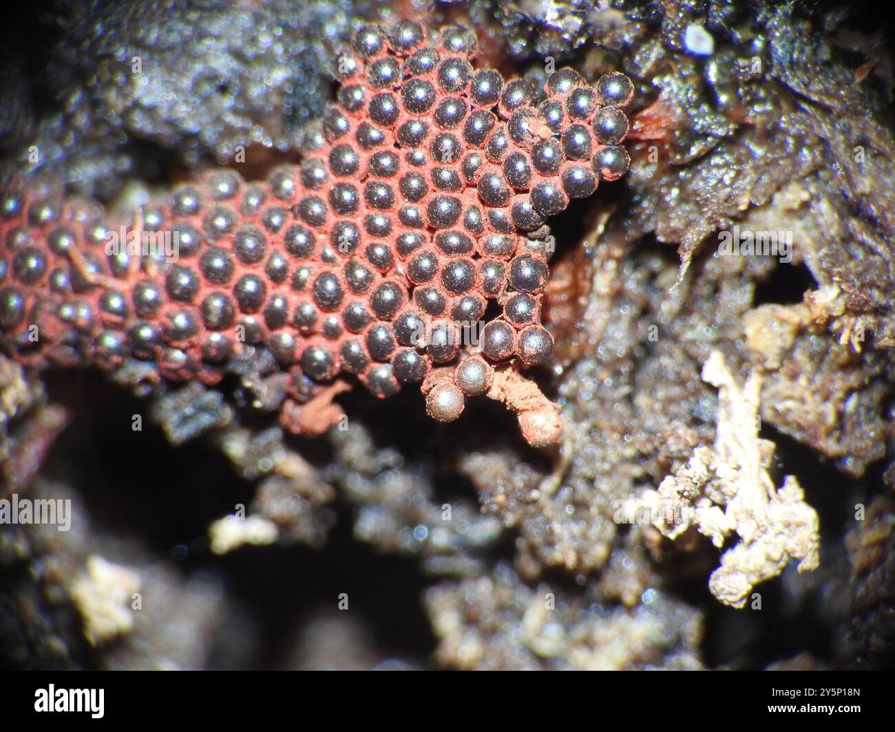 Wasp's Nest Slime Mold (Metatrichia vesparia) Protozoa Stock Photo - Alamy