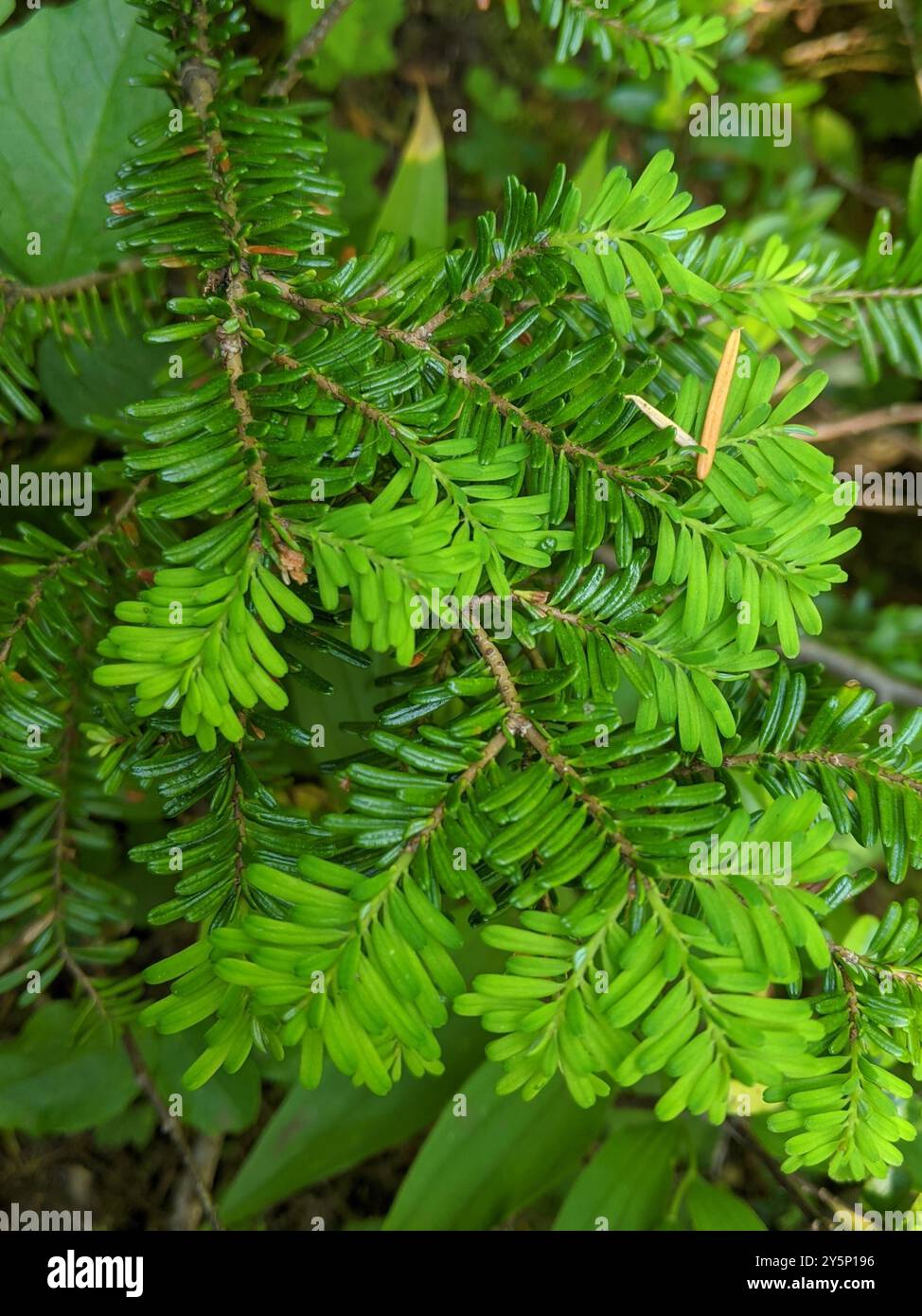Pacific silver fir (Abies amabilis) Plantae Stock Photo - Alamy