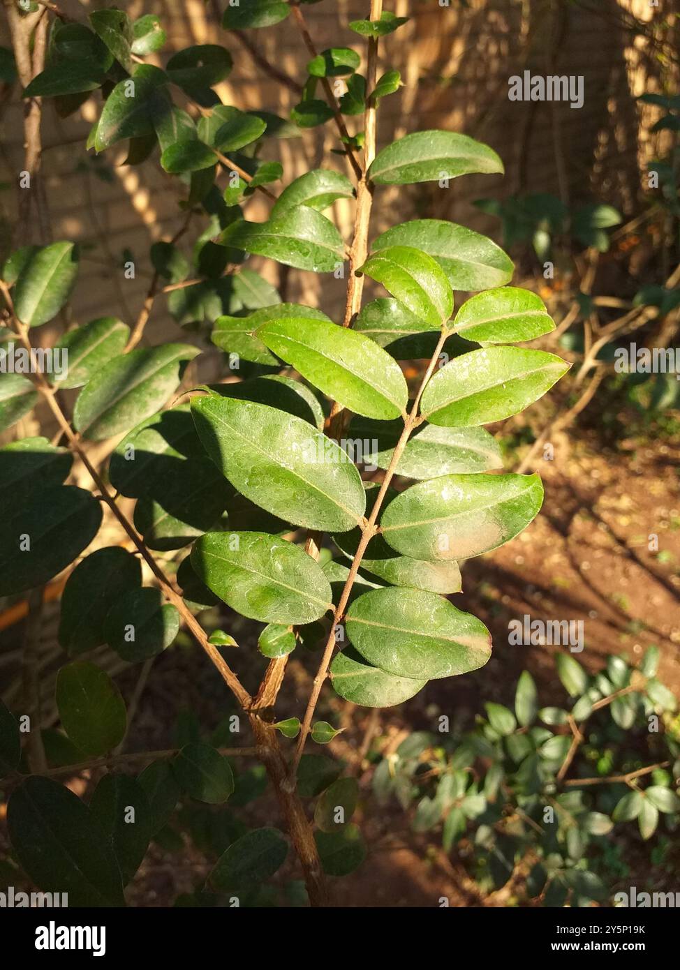 Jaboticaba (Plinia cauliflora) Plantae Stock Photo - Alamy